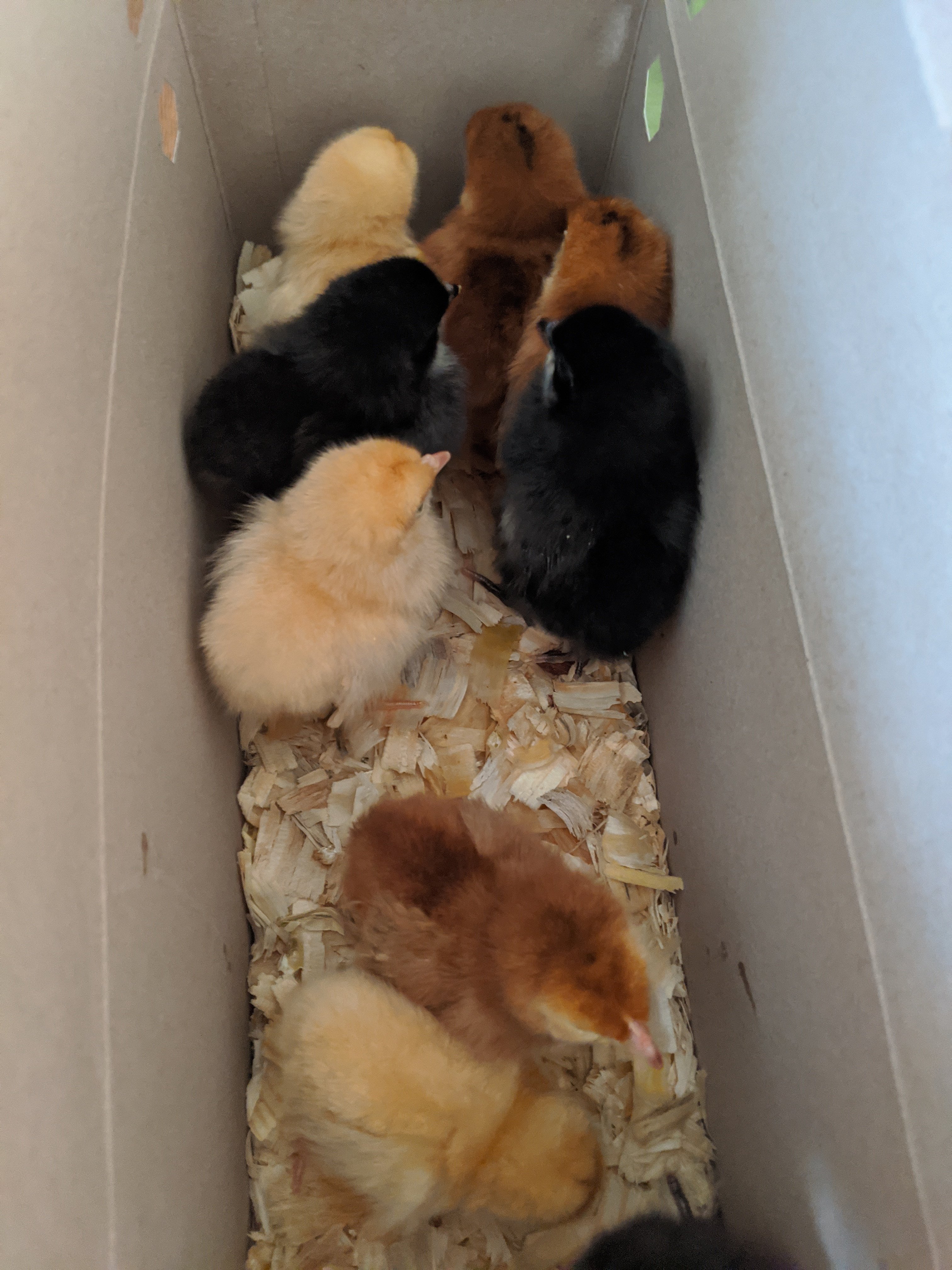 Baby chicks – Agnewfarms
