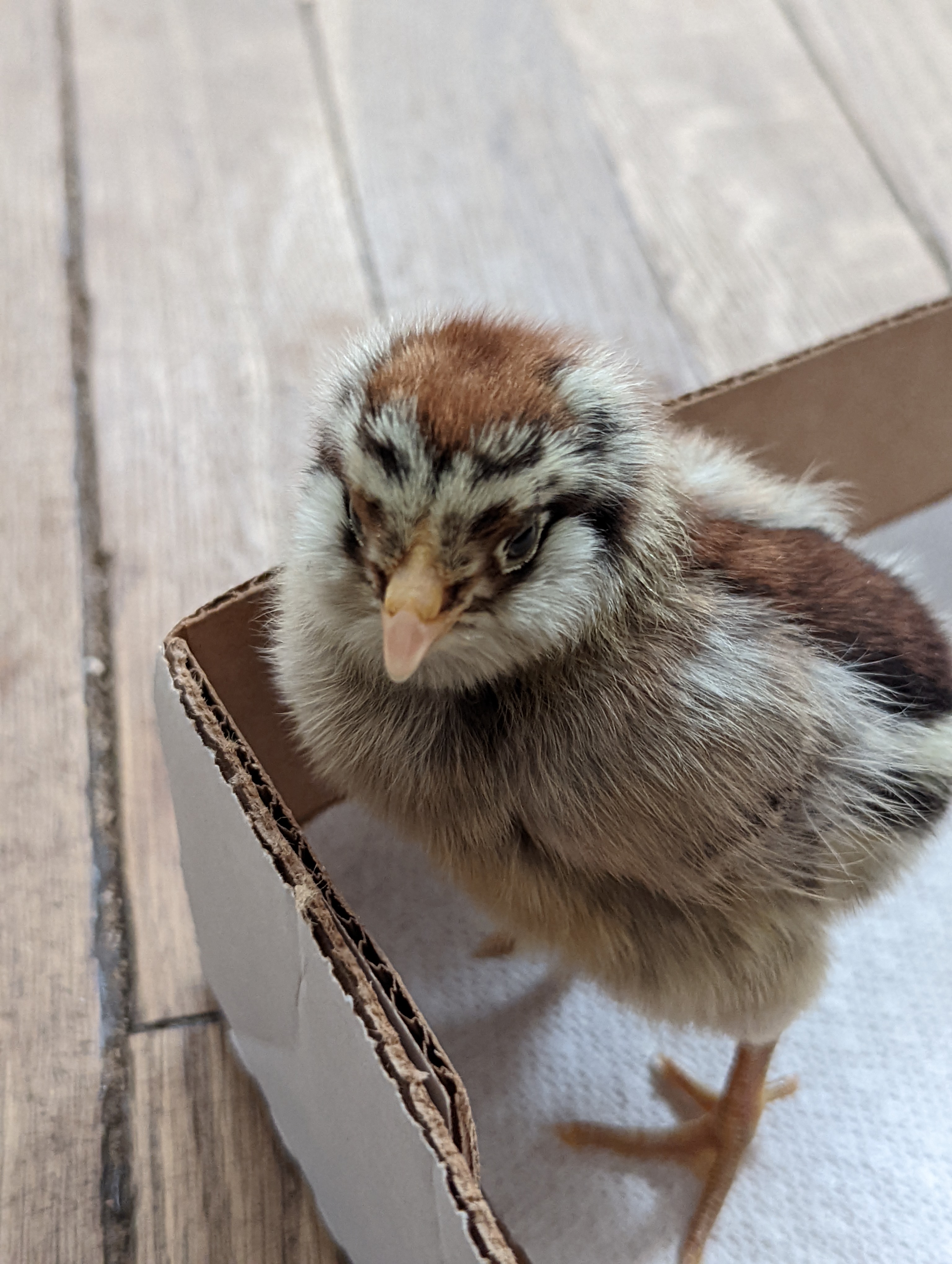 Baby chicks – Agnewfarms